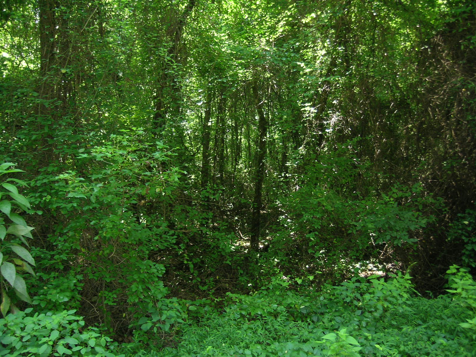 Locations Hub - Mingo Swamp