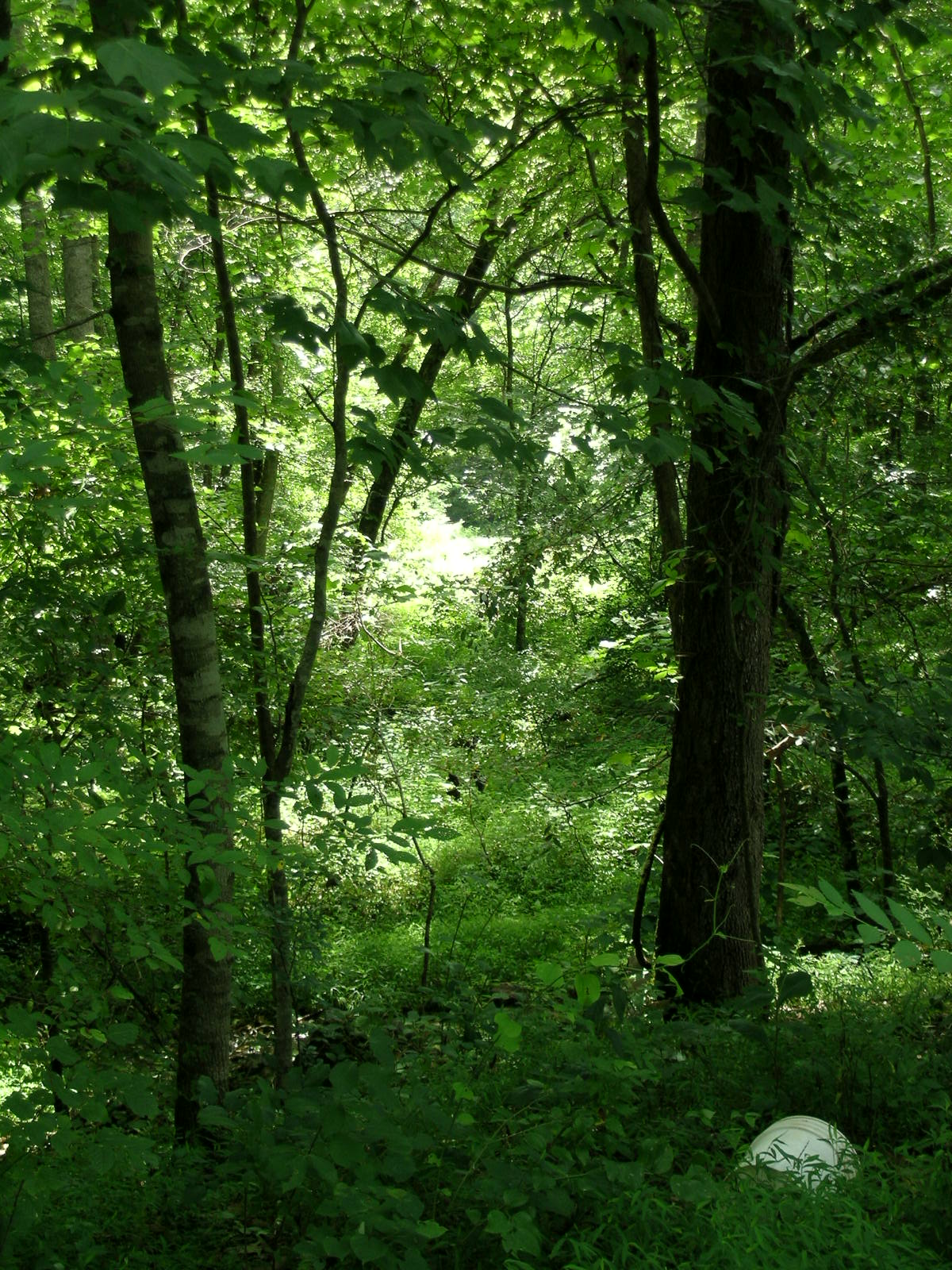 Locations Hub - Mingo Swamp