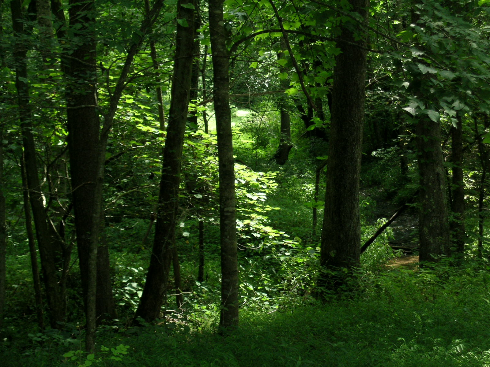 Locations Hub - Mingo Swamp